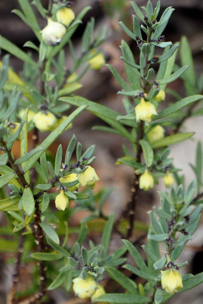 Shrub Violet from Mount Crawford SA 5351, Australia on March 28, 2021 ...
