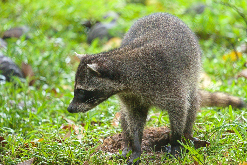 Common Raccoon from Puntarenas Province, Uvita, Costa Rica on October ...
