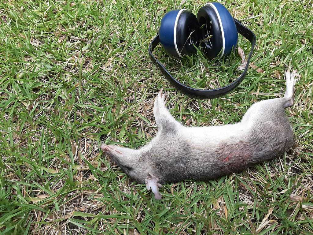 Long-nosed Bandicoot from Spray Point Rd, Blairgowrie VIC 3942 ...