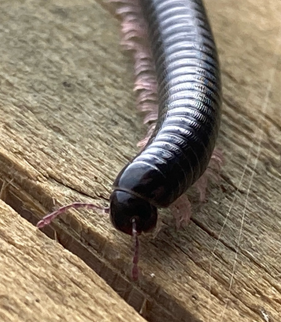 Portuguese Millipede from Te Ika-a-Māui/North Island, Wellington ...