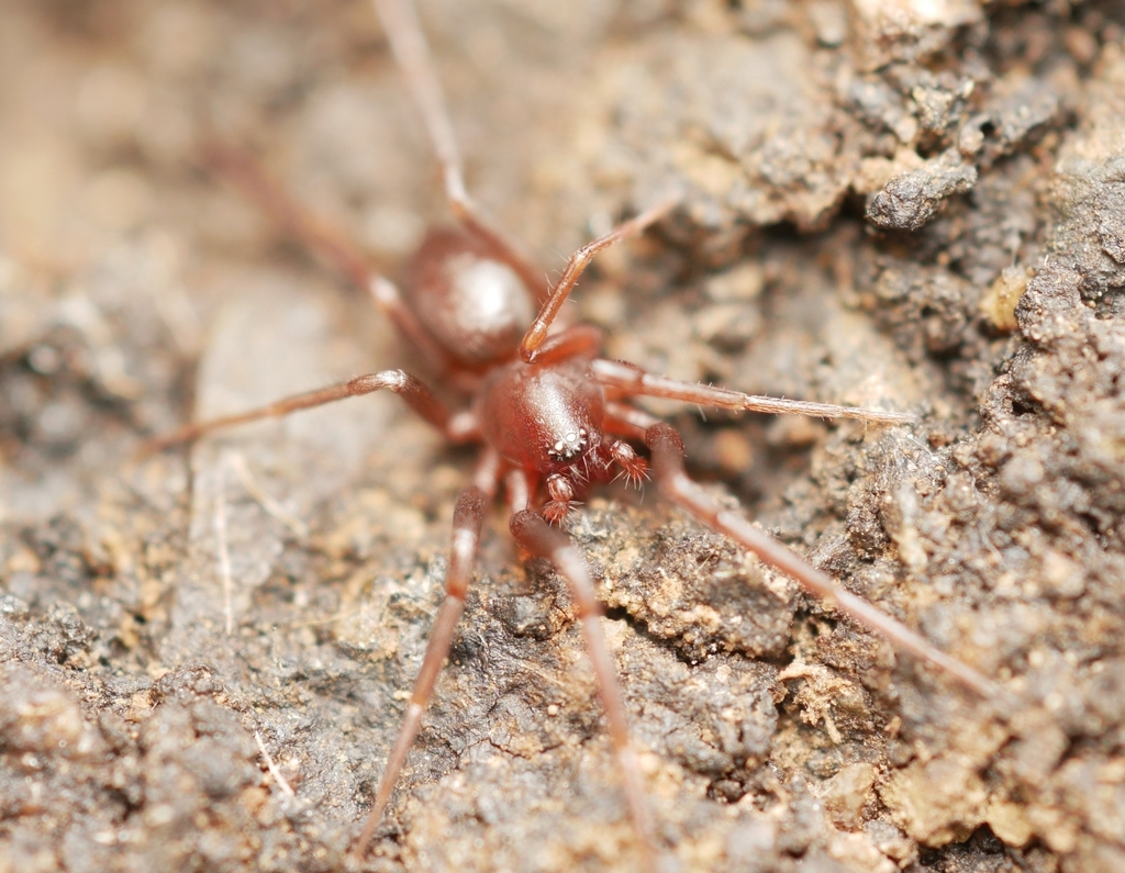 Drassinella gertschi from Location: 32.817446, -117.060943 on January ...