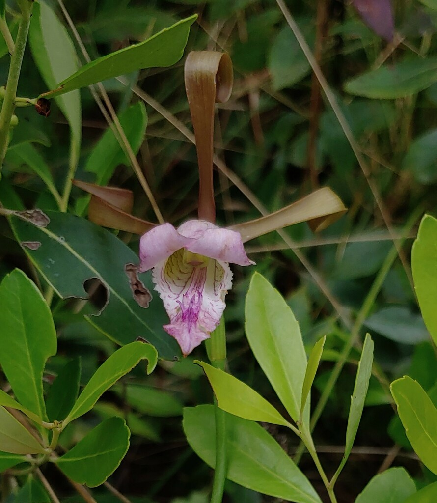 Small Coastal Plain Spreading Pogonia in June 2022 by pilgrim123 ...
