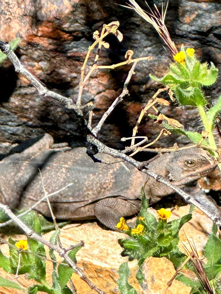 Common Chuckwalla from Sonoran Mountain Preserve, Phoenix, AZ, US on ...