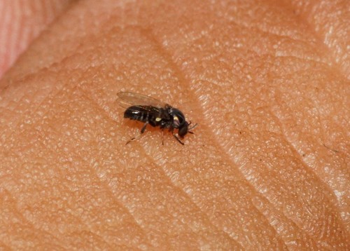 Mosca negra (Simulium dugesi)