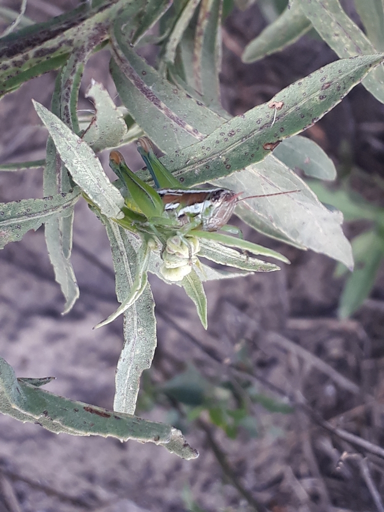 Neopedies brunneri from Las Colonias, Santa Fe, Argentina on March 04 ...