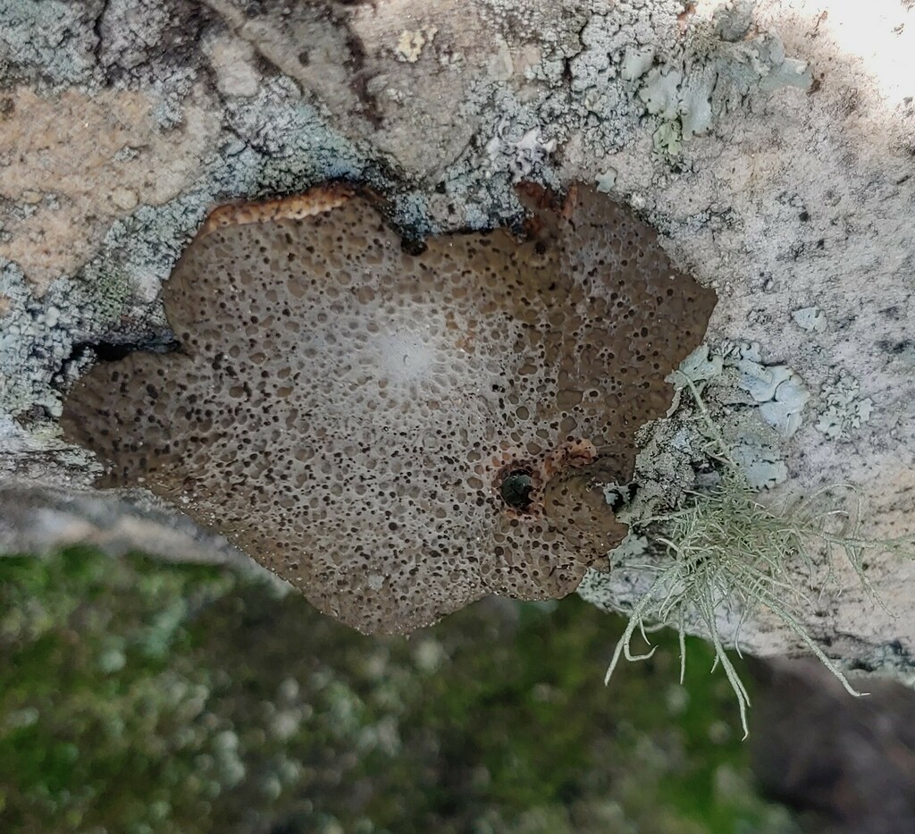 Common Toadskin Lichen from 1790 Hanging Rock Park Rd, Danbury, NC ...