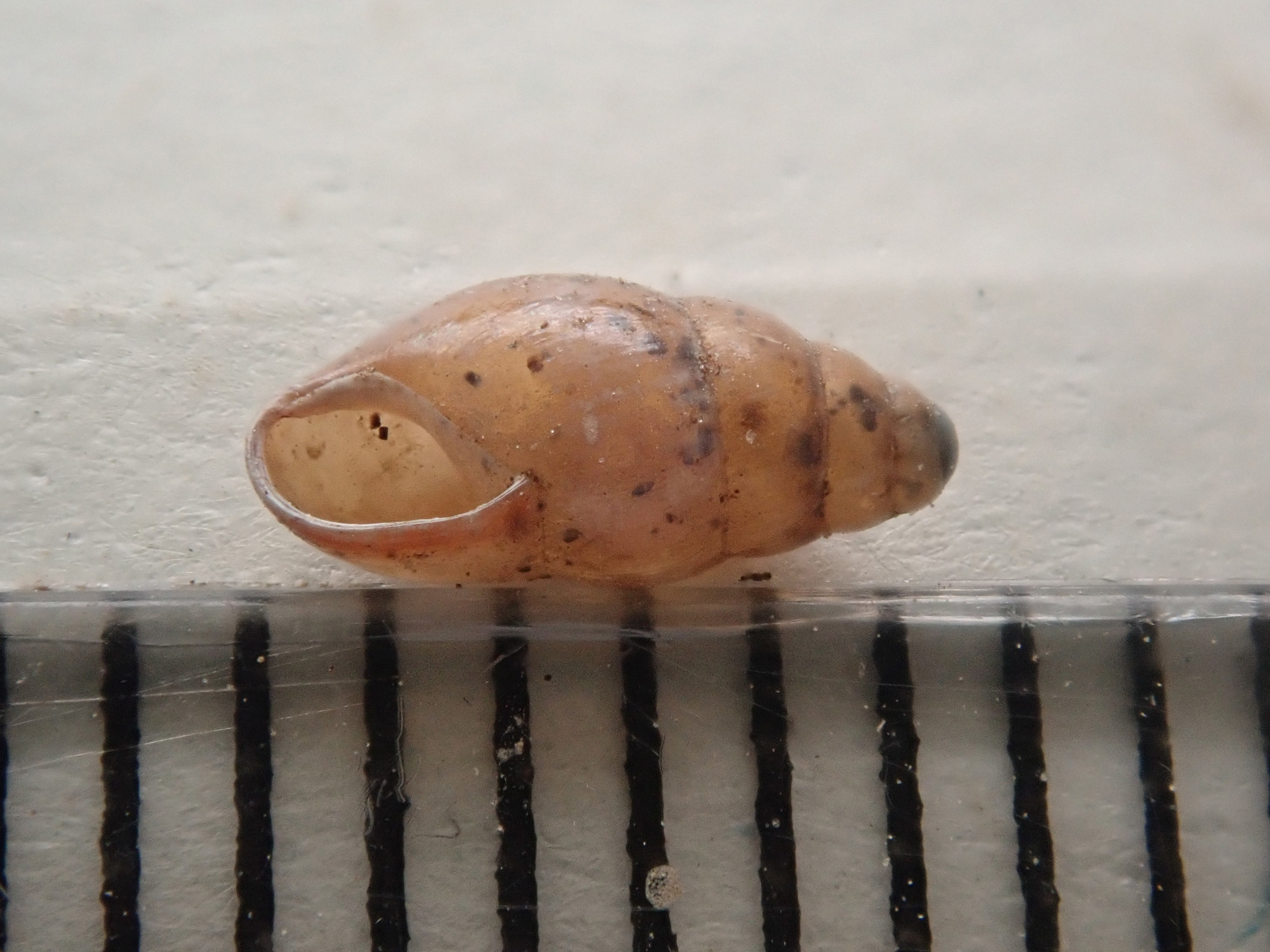 Cochlicopa A.Férussac, 1821