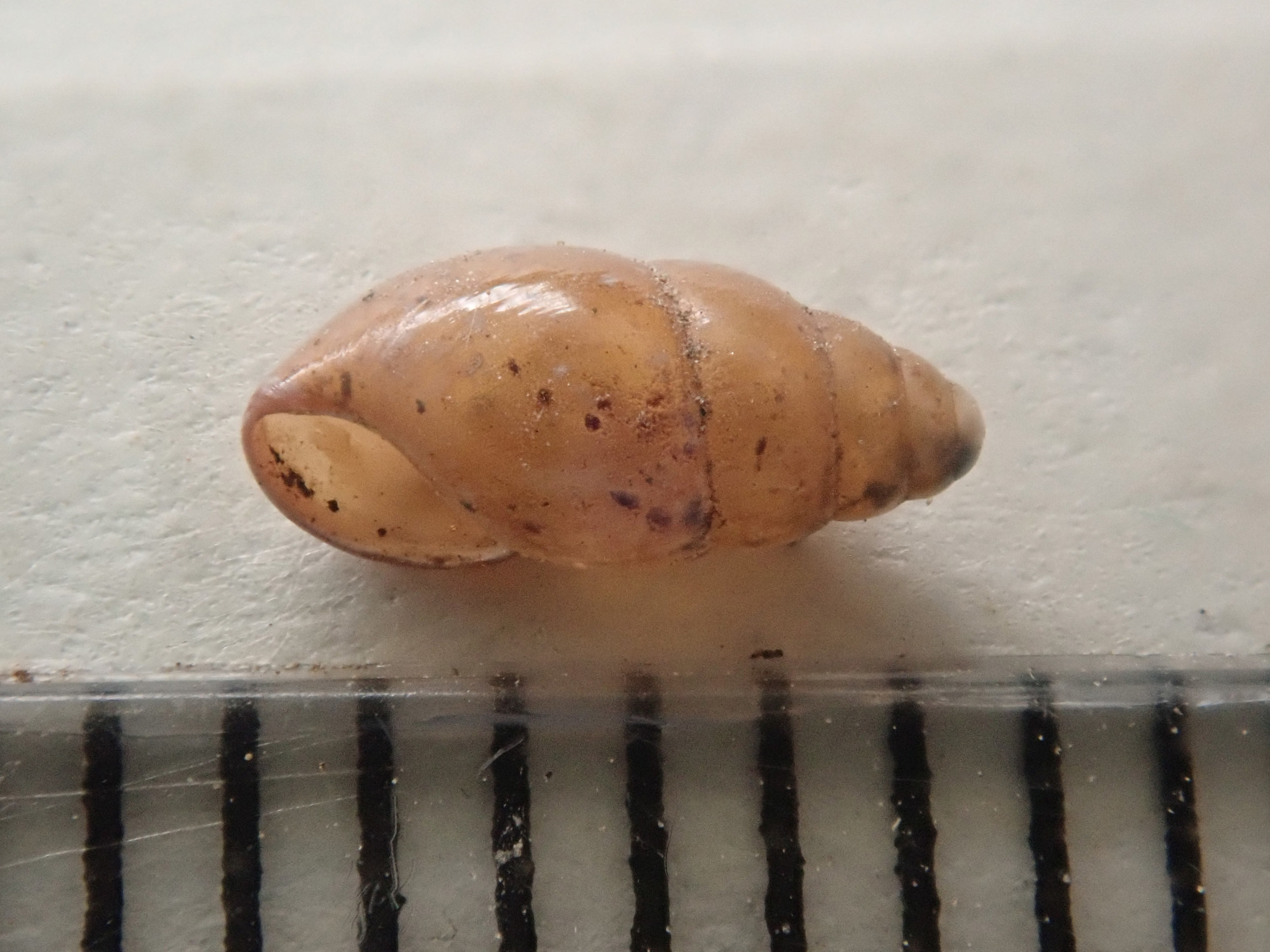 Cochlicopa A.Férussac, 1821