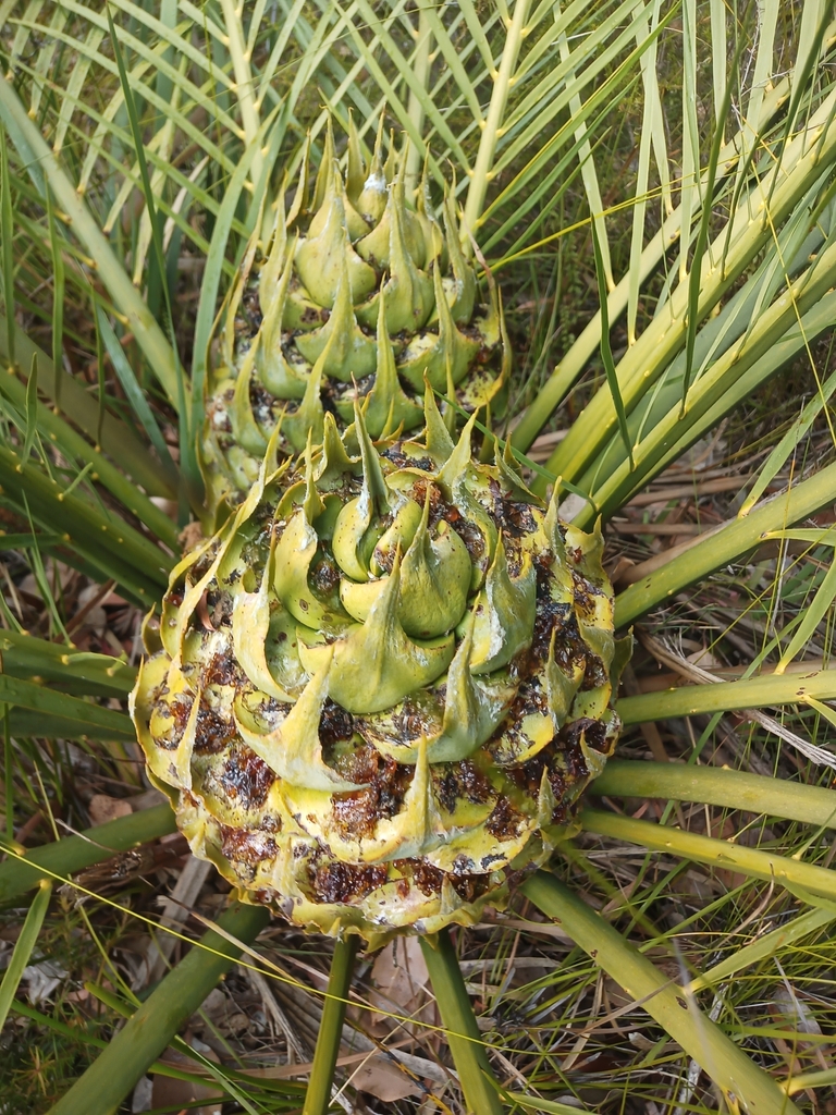 Zamia Palm (Macrozamia riedlei) - Botanical Realm