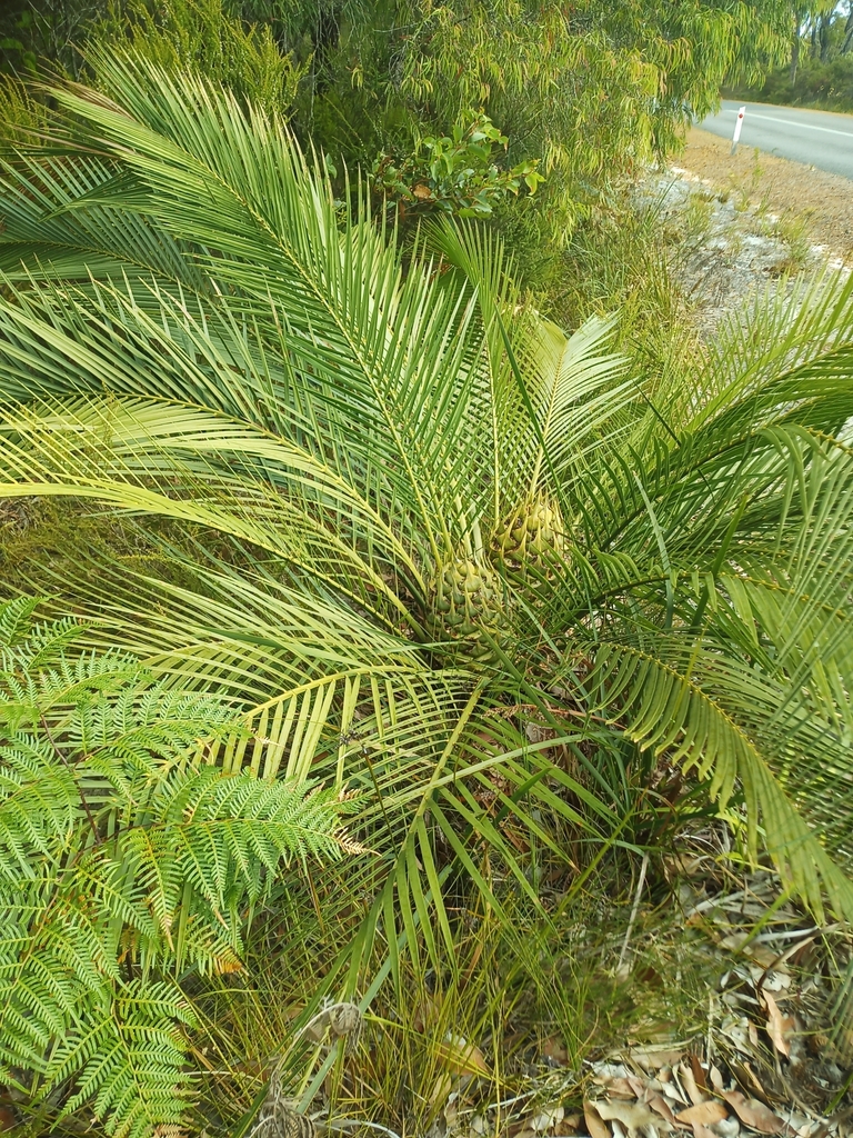 Zamia Palm (Macrozamia riedlei) - Botanical Realm