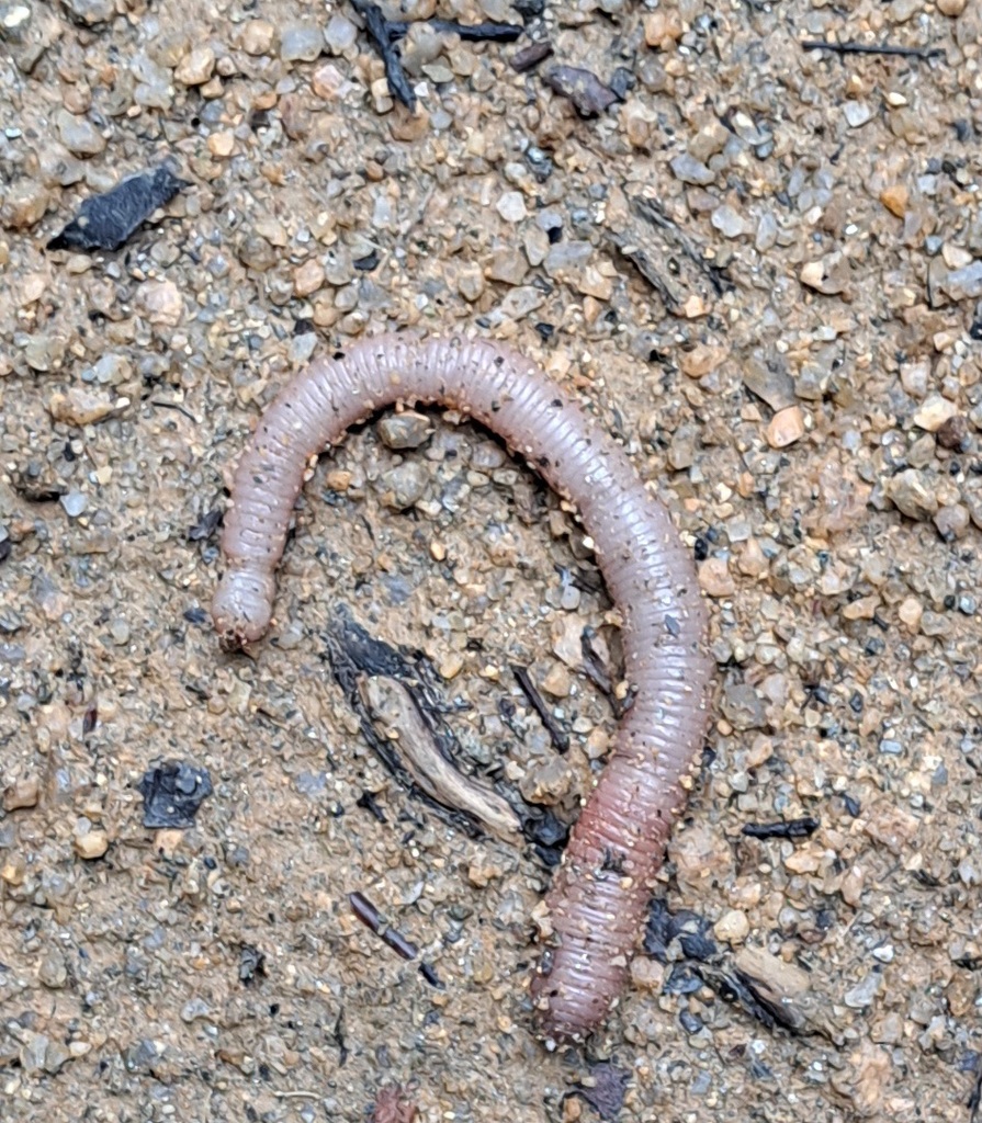 Common Earthworm from Buller District, West Coast, New Zealand on ...