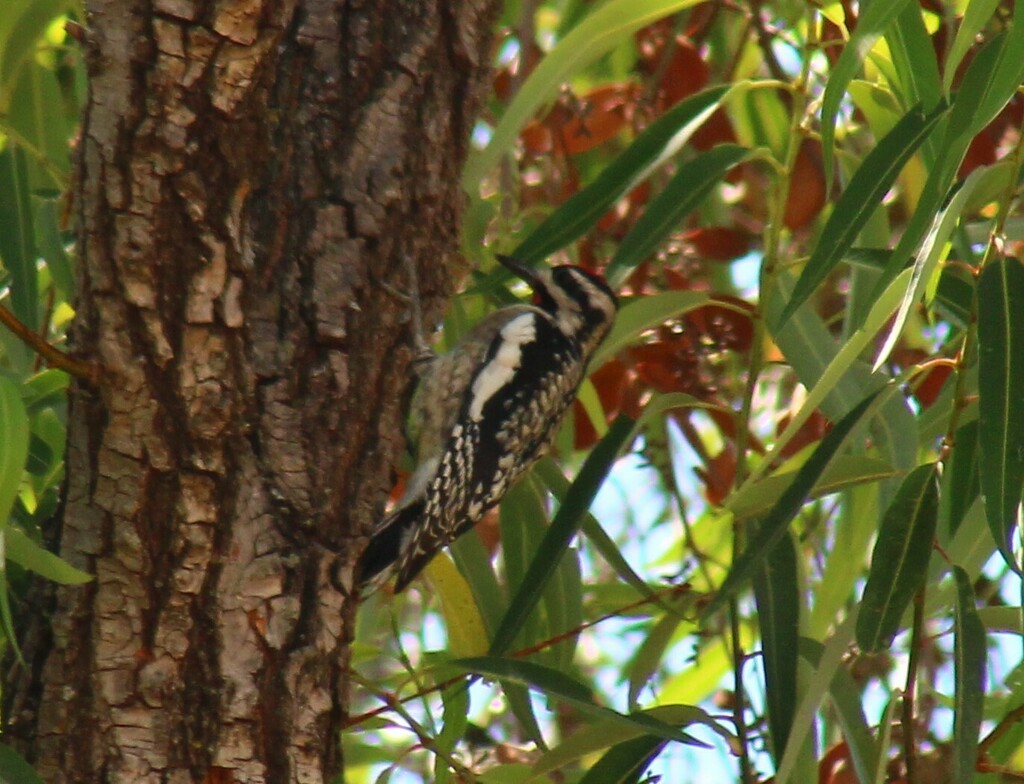 Carpintero Moteado desde Av. Acueducto, Lomas del Bosque, 45110 Zapopan ...