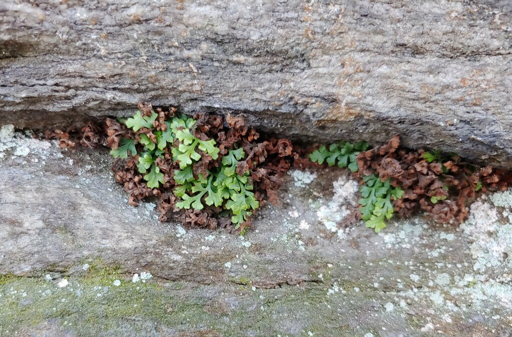 mountain spleenwort in June 2022 by pilgrim123 · iNaturalist