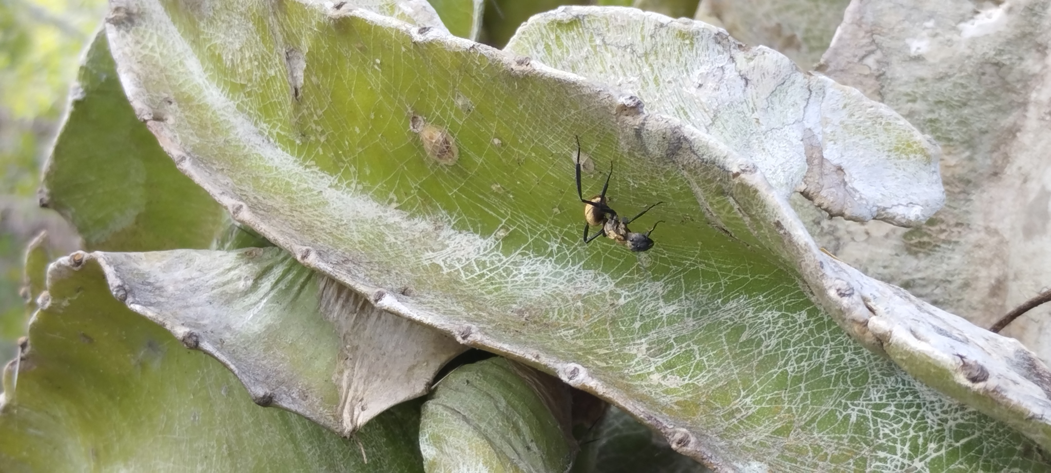 Deamia testudo (Karw.) Britton & Rose