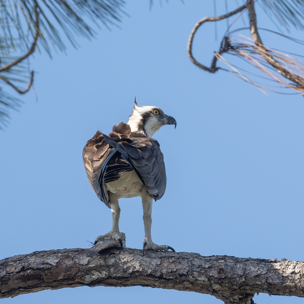 Osprey from Collier, Florida, United States on March 04, 2023 at 10:03 ...