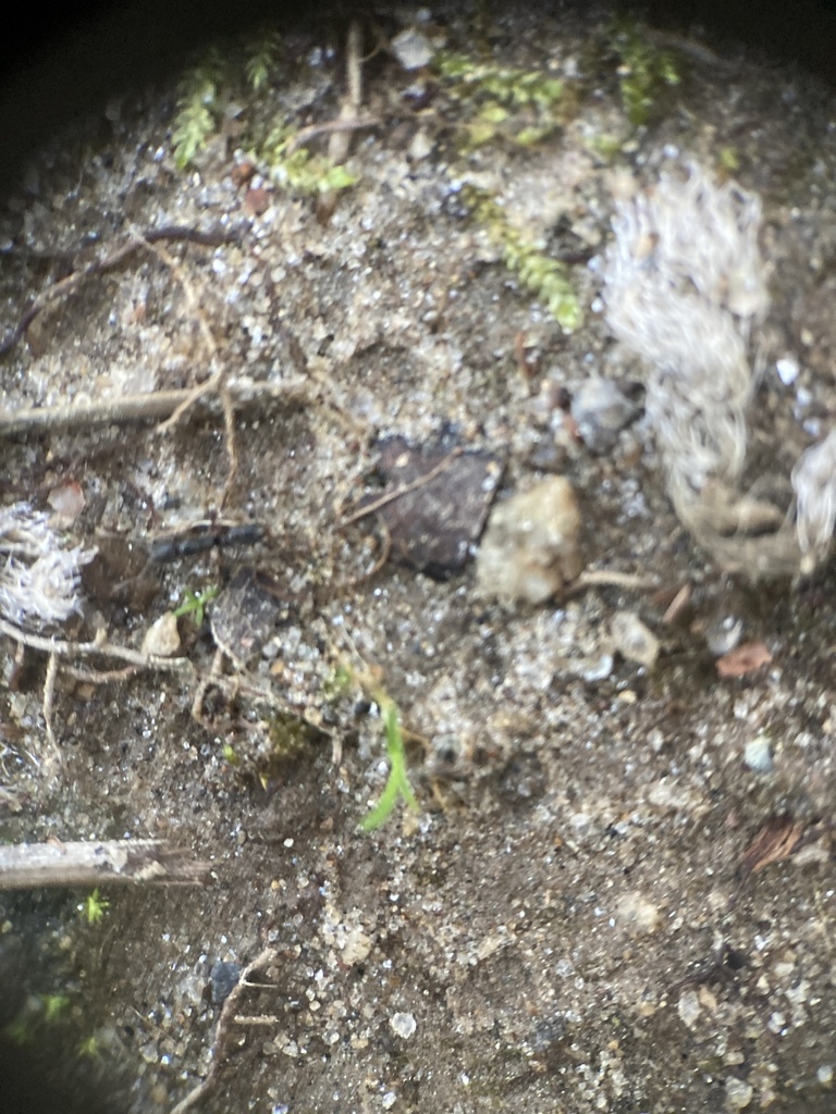 Asian Needle Ant in March 2023 by KellyTucker · iNaturalist