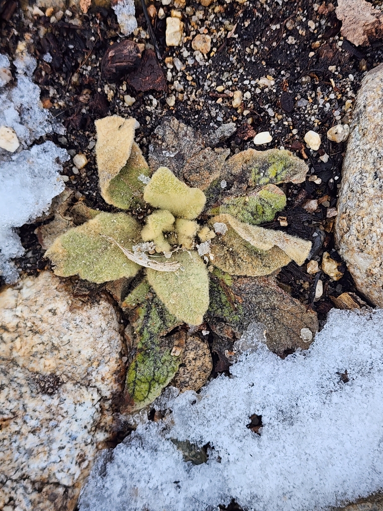 great mullein from Ada County, ID, USA on March 03, 2023 at 01:05 PM by ...