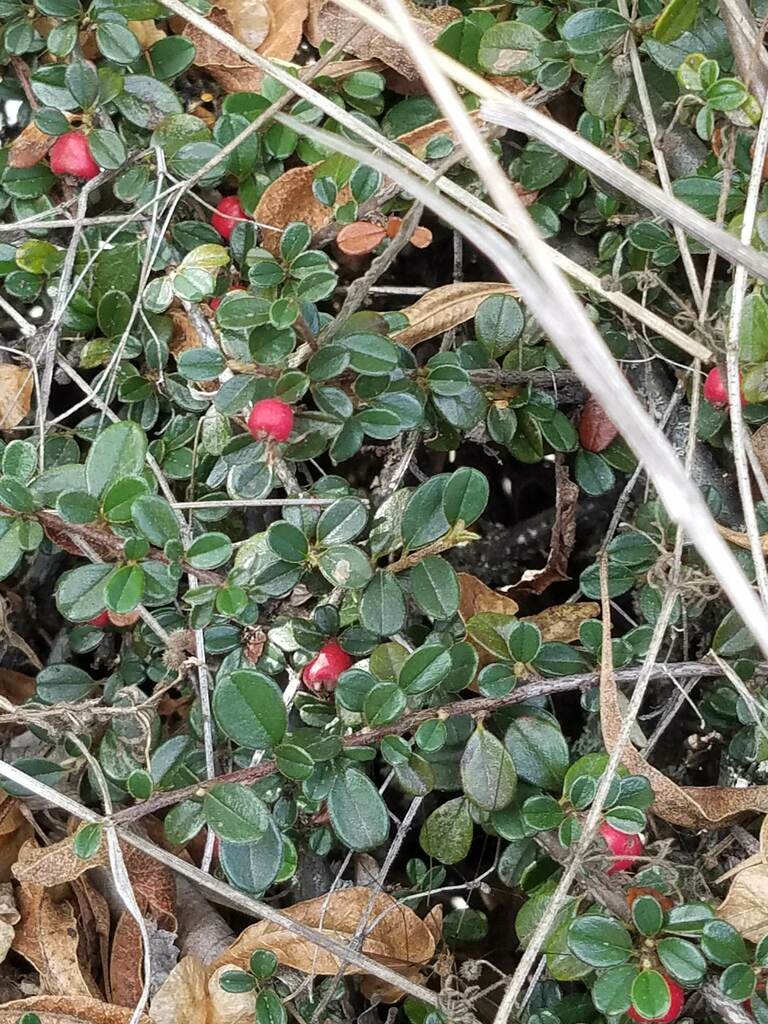 Cotoneasters from Lincoln, New Zealand on March 03, 2023 at 12:41 PM by ...