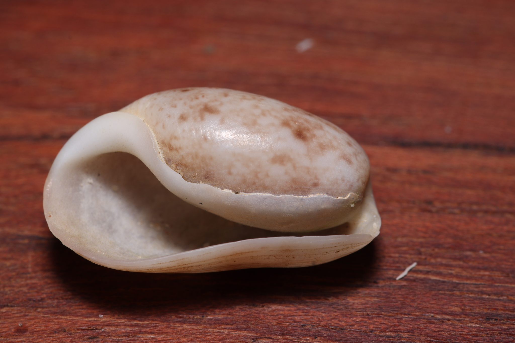 Bulla occidentalis A.Adams, 1850