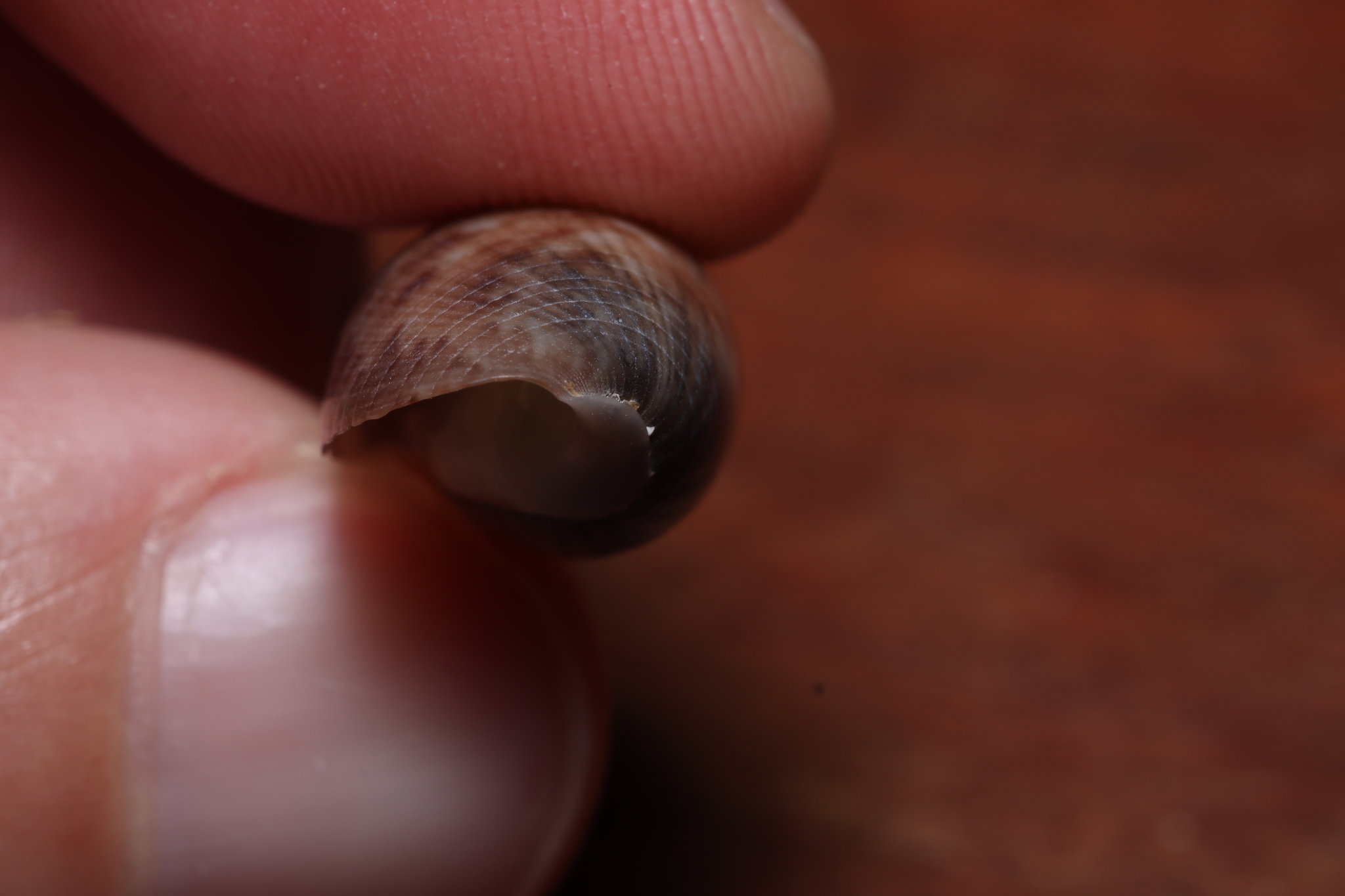 Bulla occidentalis A.Adams, 1850