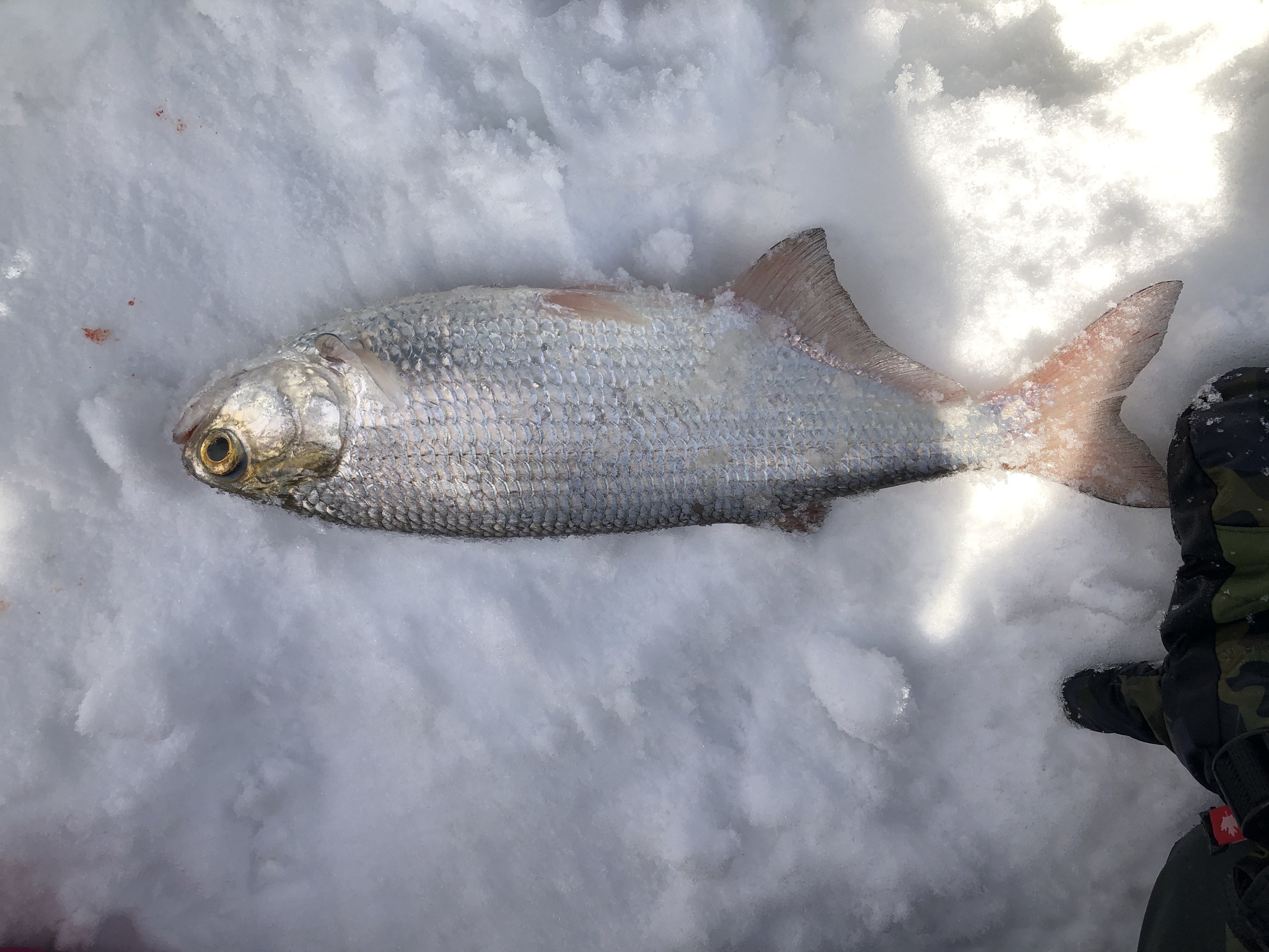 Hiodon Lesueur, 1818