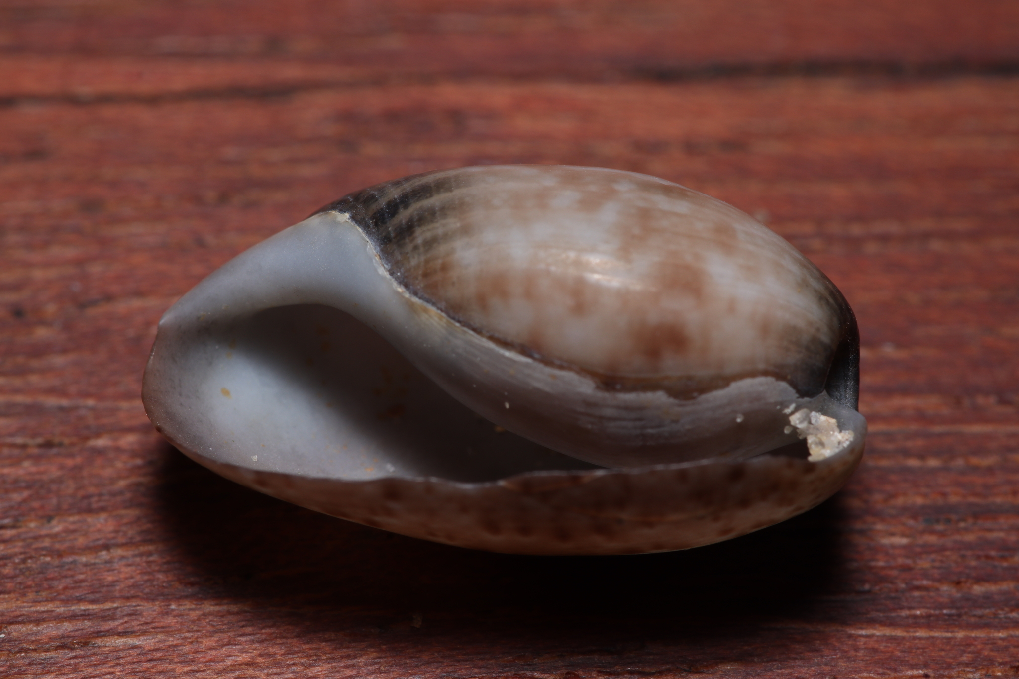 Bulla occidentalis A.Adams, 1850