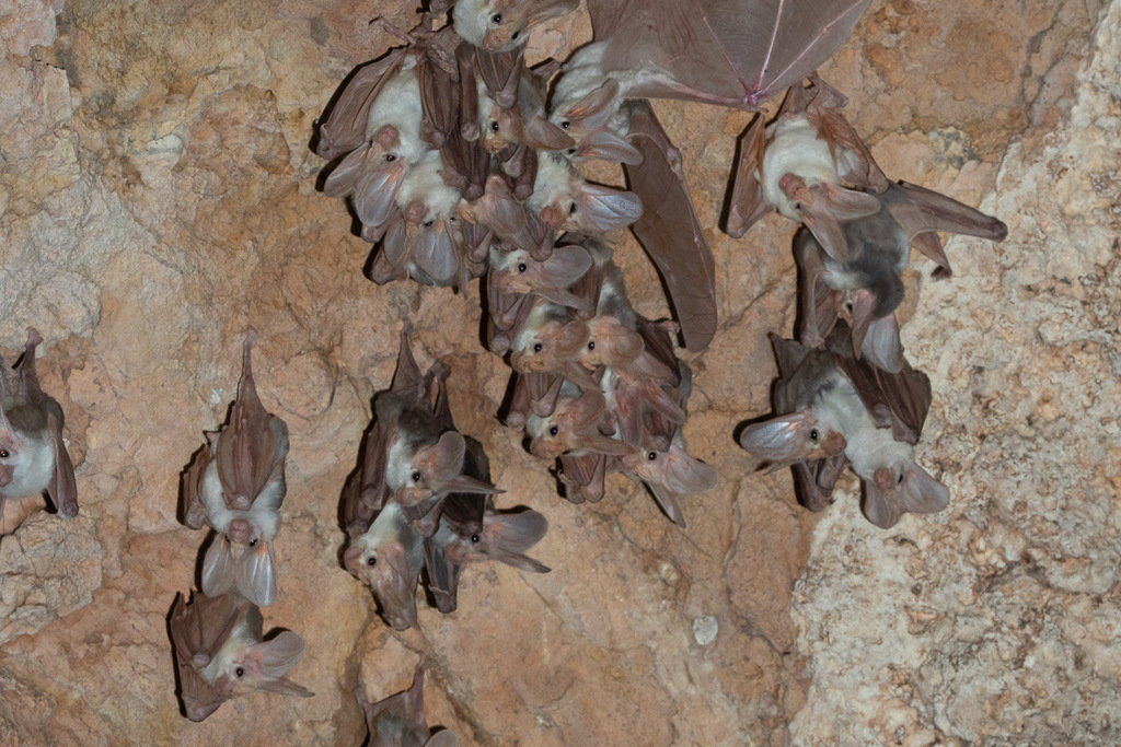 Ghost Bat in May 2022 by duke_n · iNaturalist