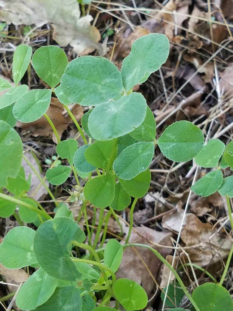 white clover from Lincoln, New Zealand on March 03, 2023 at 12:43 PM by ...