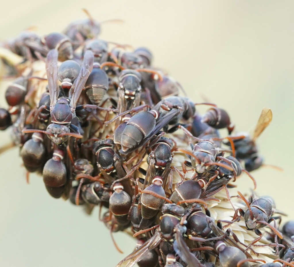 Small Paper Wasps from Warby-Ovens, Wangaratta - North, Victoria ...
