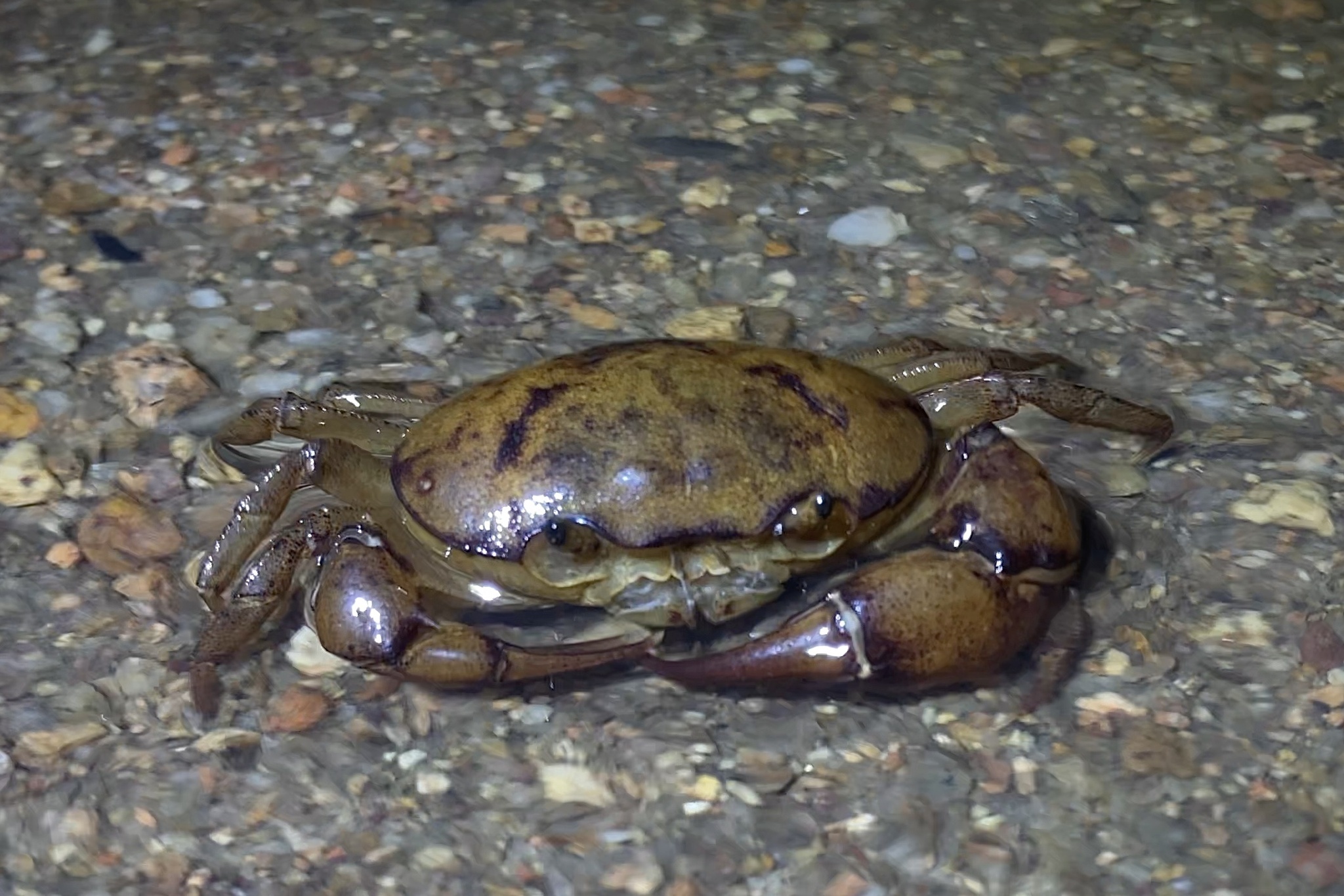 Austrothelphusa transversa (von Martens, 1868)