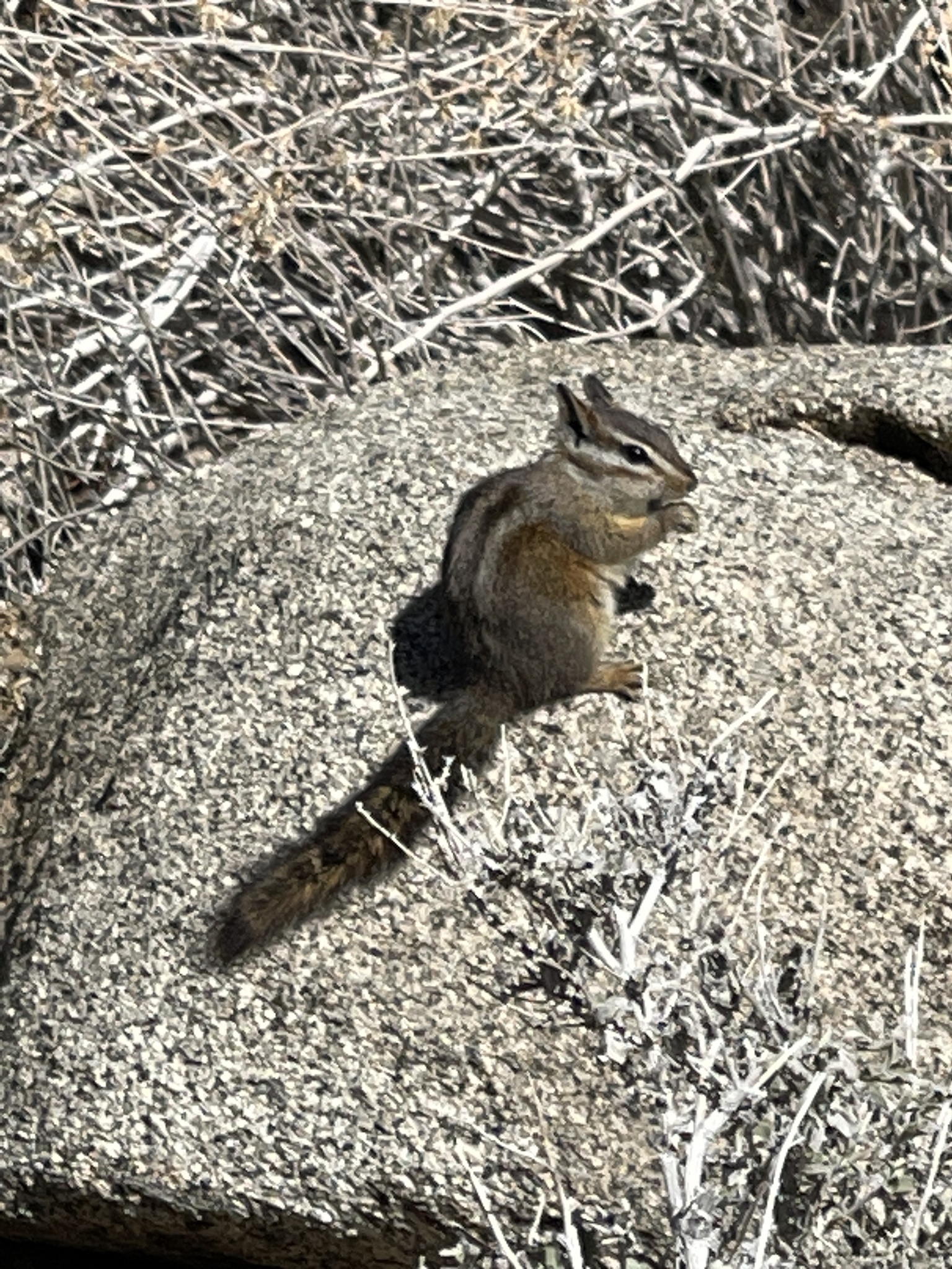 Tamias merriami J.A.Allen, 1889