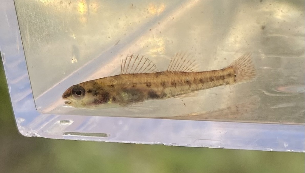 Swamp Darter from Venus, FL, US on March 4, 2023 at 02:54 PM by greg ...