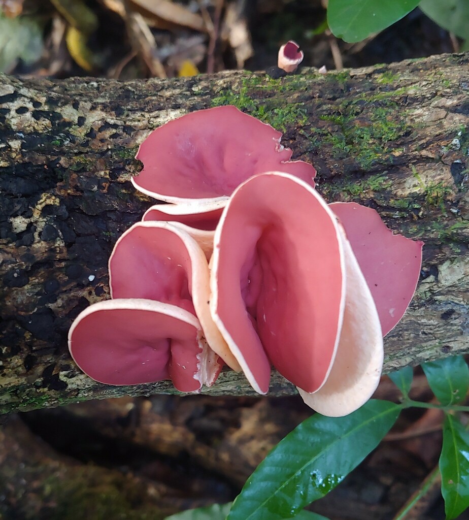 mauve elfcup from Julio Enrique Monagas National Park, Bayamon, Puerto ...