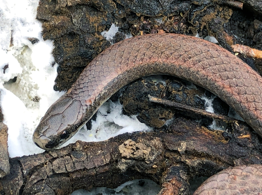 Sharp-tailed Snake from Sugarloaf, San Mateo, CA, USA on March 04, 2023 ...