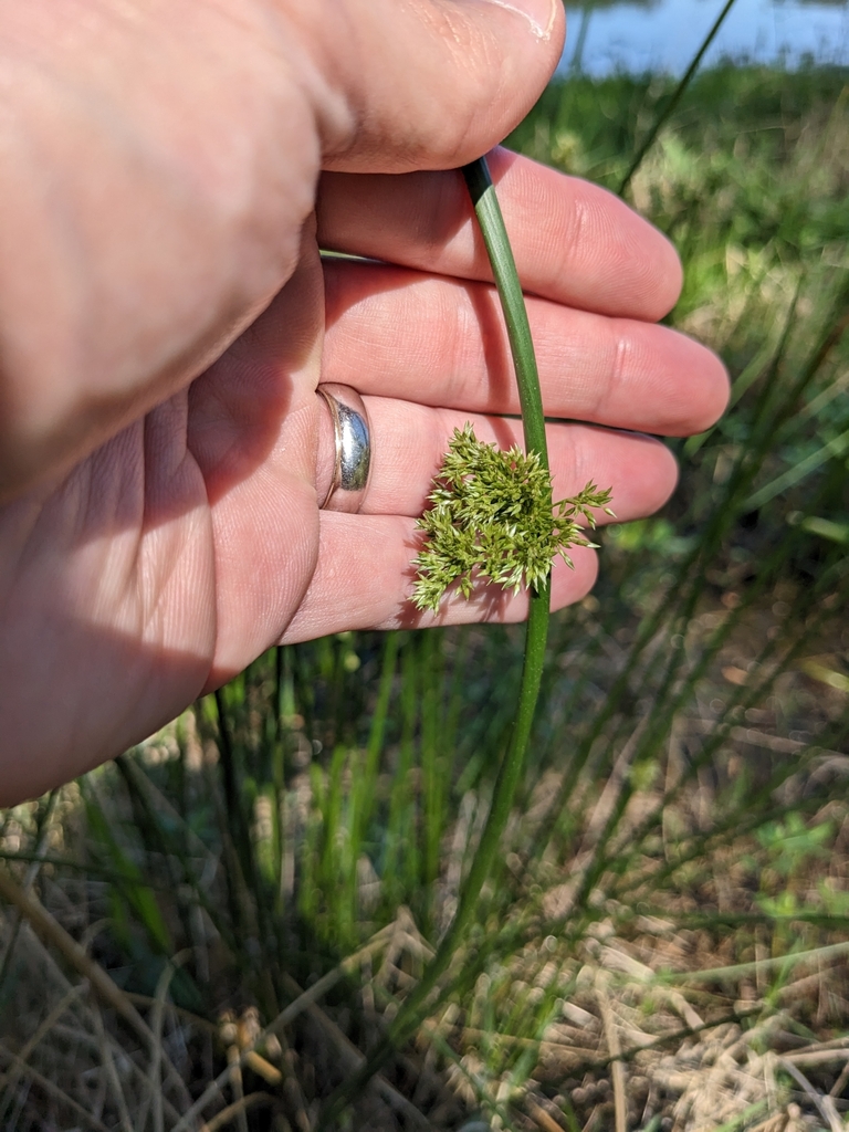 Soft Rush from Mandeville, LA, USA on March 3, 2023 at 12:52 PM by ...