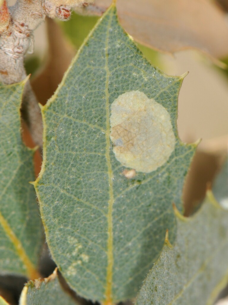 Cameraria from Albuquerque Open Space, NM, USA on March 04, 2023 at 02: ...