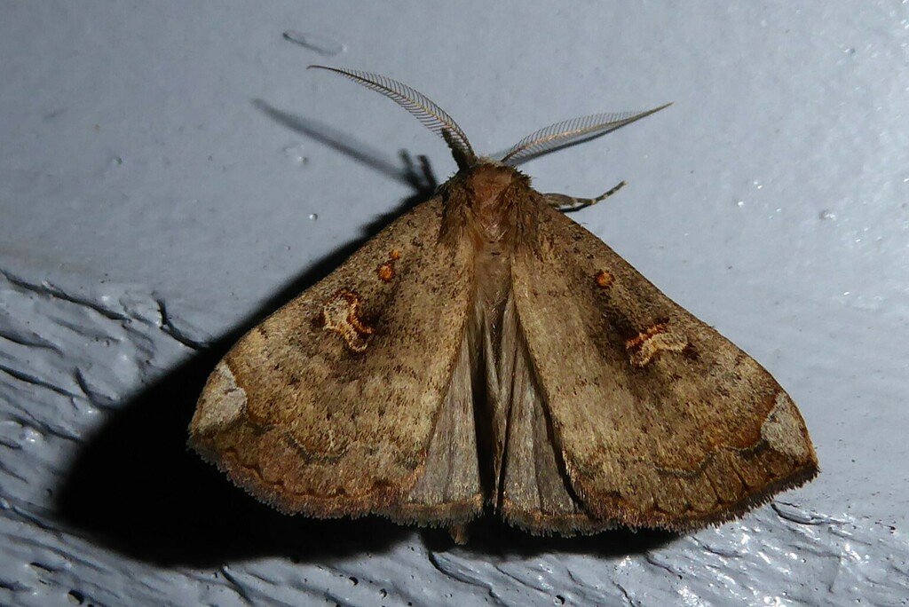 Slender owlet moth from Waikouaiti, New Zealand on February 25, 2023 at ...