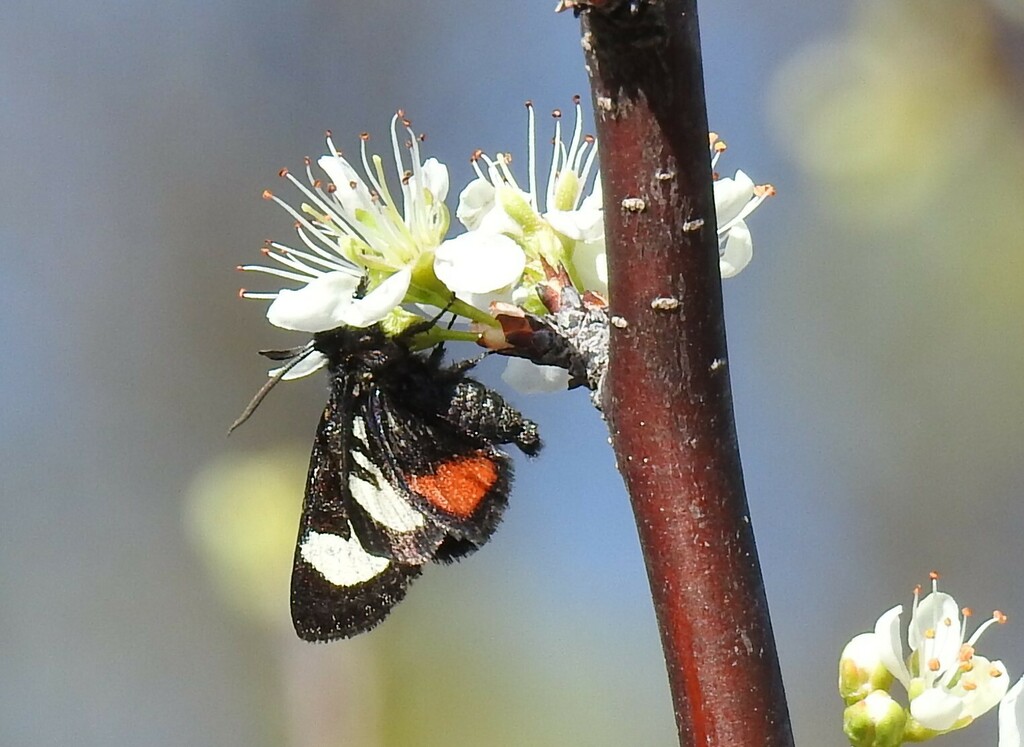 Grapevine Epimenis Moth from Denton County, TX, USA on March 04, 2023 ...