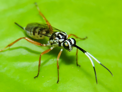 (Lymeon moratus)