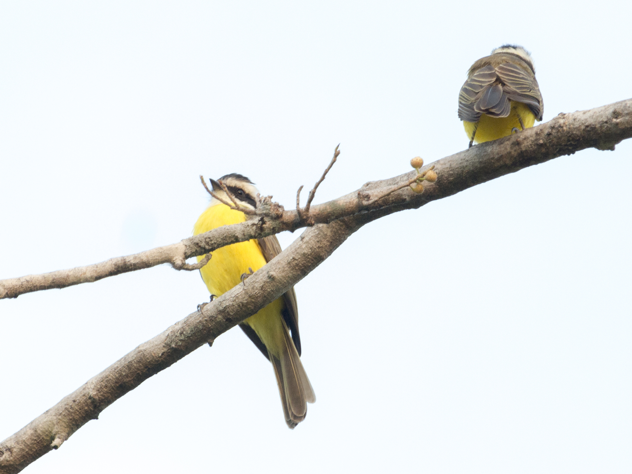 Phelpsia inornata (Lawrence, 1869)