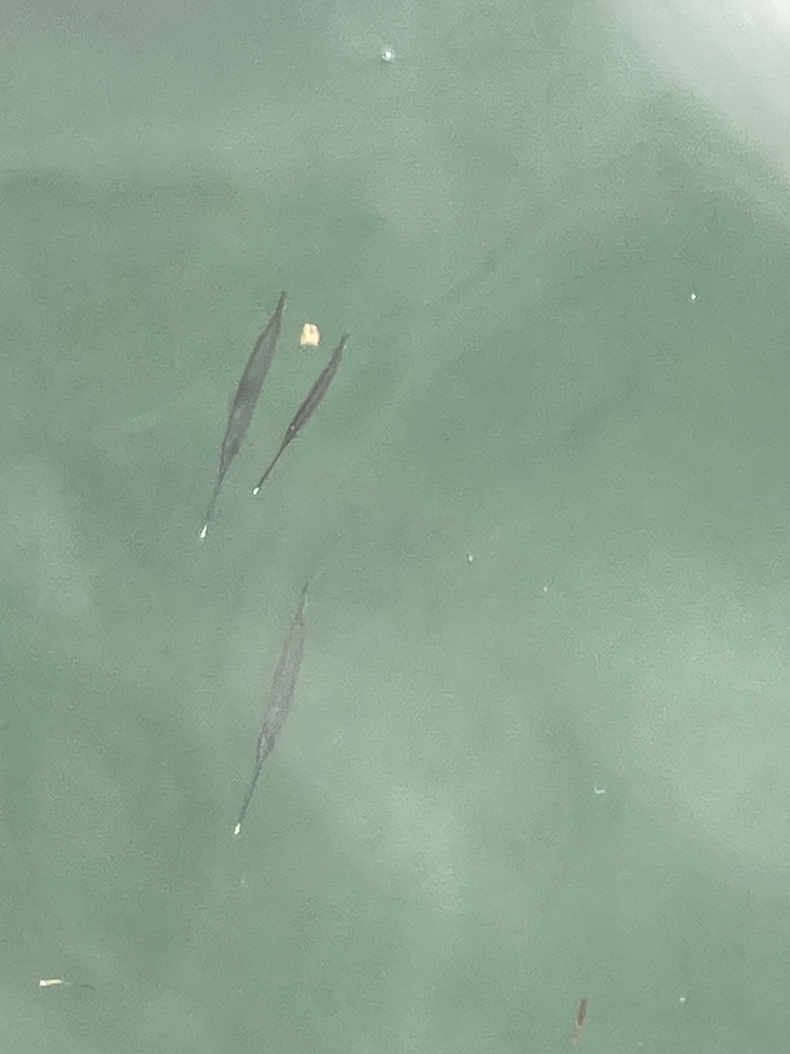 Zenarchopterus buffonis (Valenciennes, 1847)