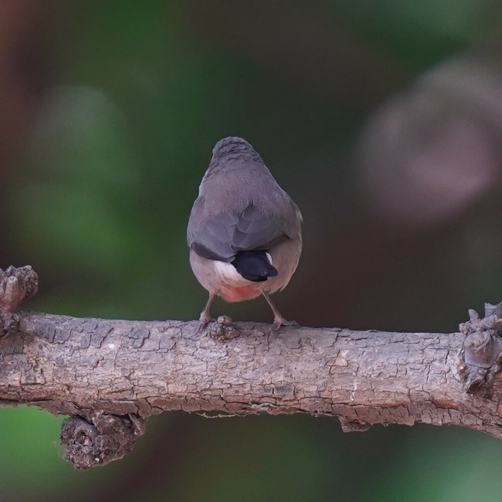 Estrilda troglodytes (Lichtenstein, 1823)