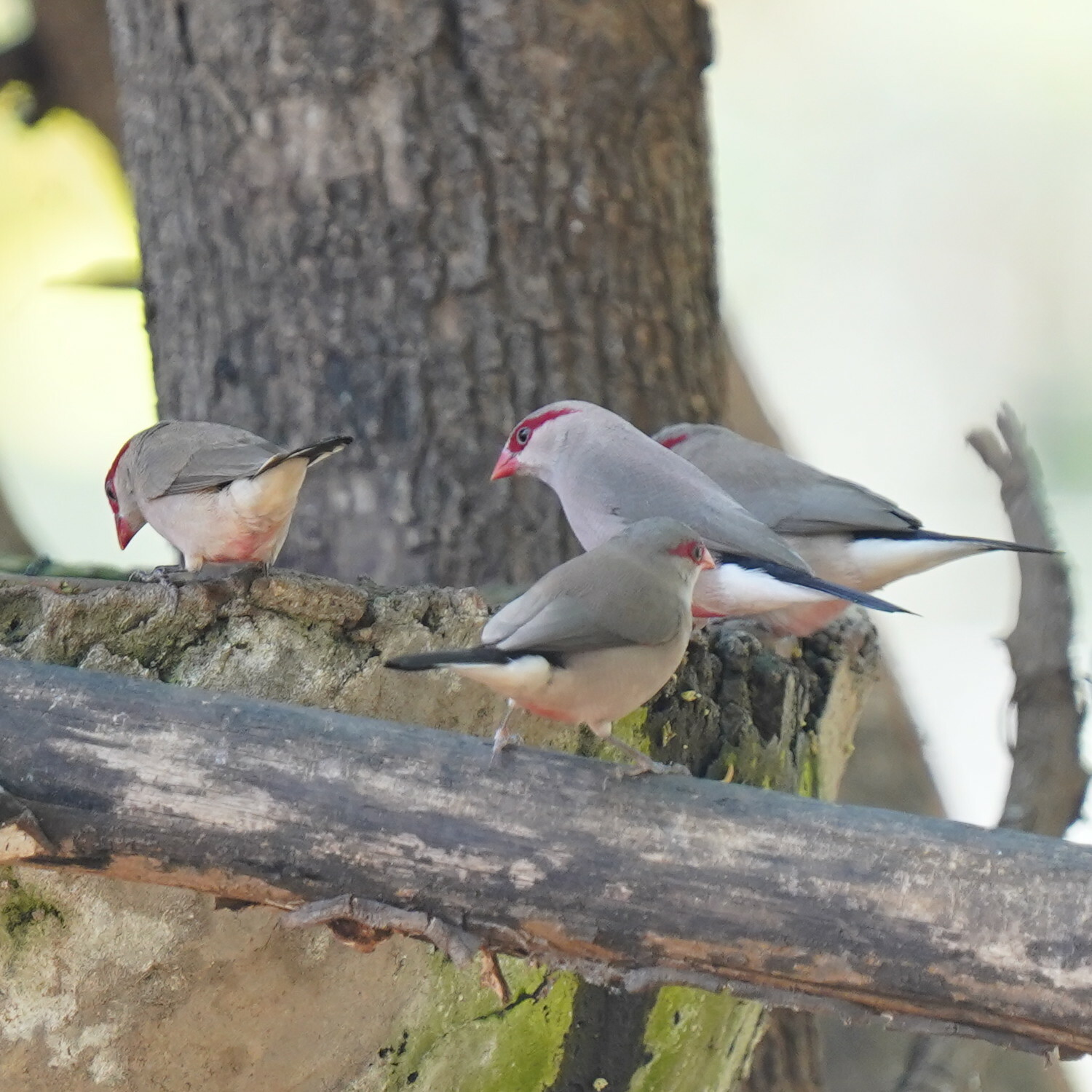 Estrilda troglodytes (Lichtenstein, 1823)