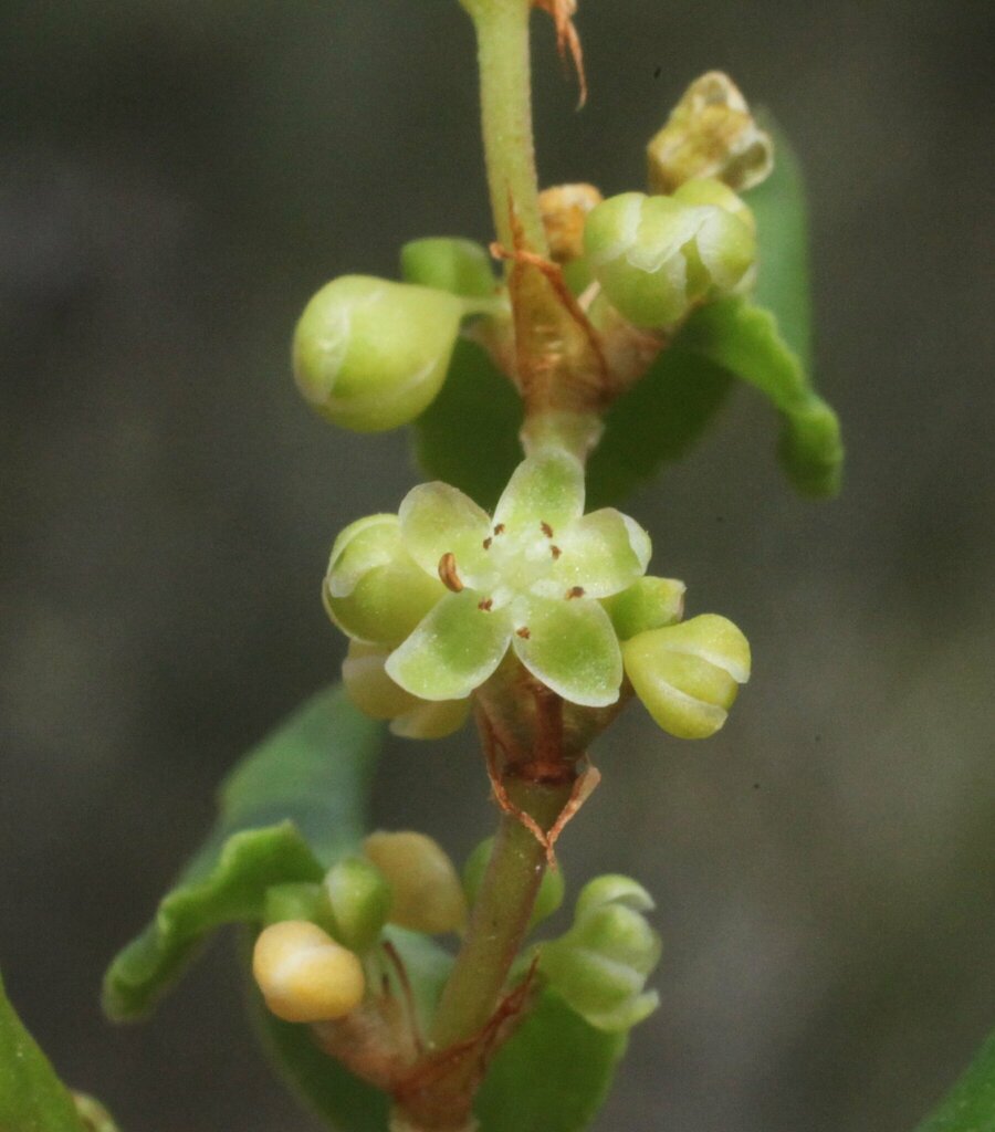 Climbing Lignum from Jerdacuttup WA 6346, Australia on October 01, 2011 ...