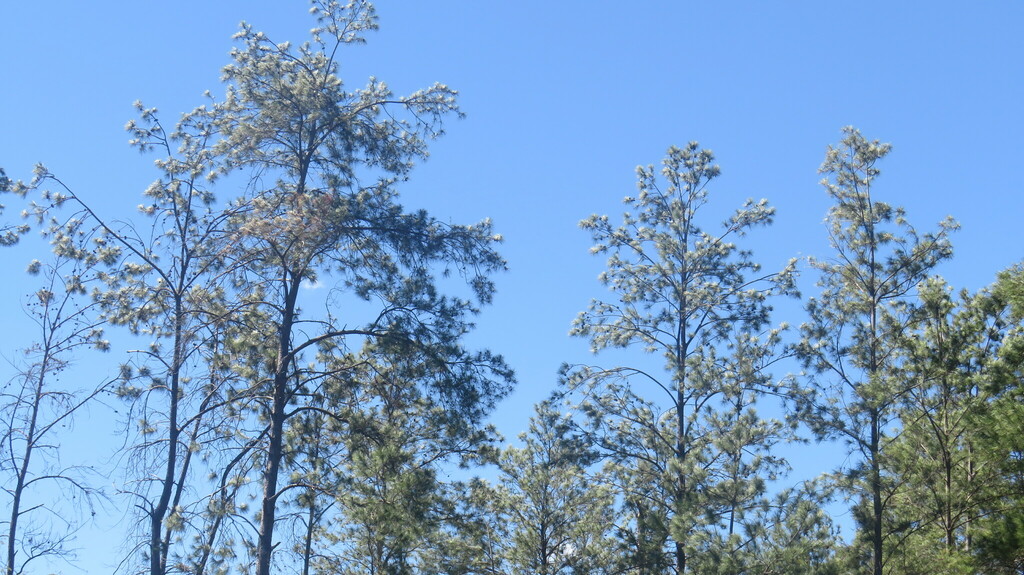 Hispaniolan pine in February 2023 by gavin_miller · iNaturalist