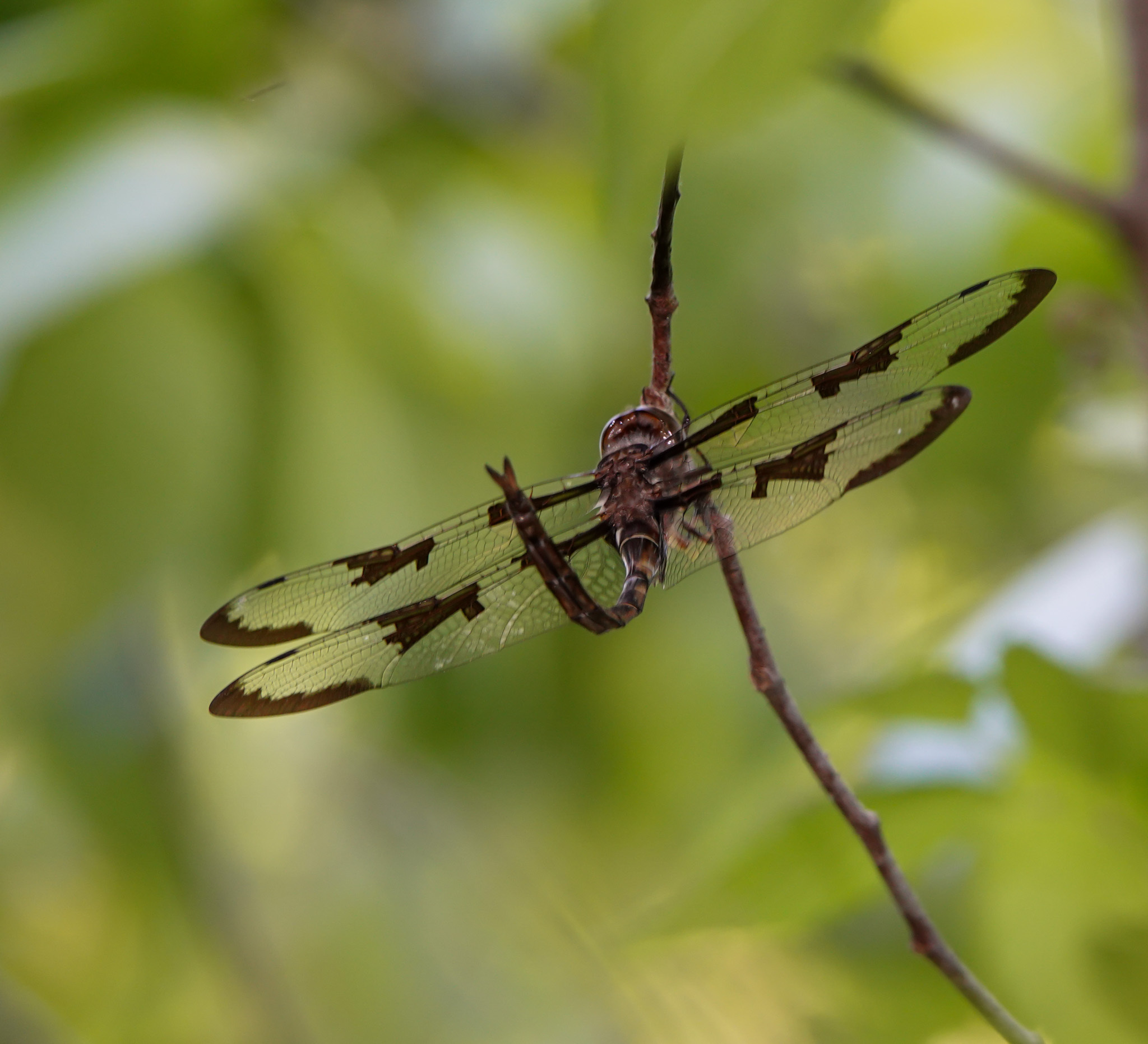 Epitheca princeps Hagen, 1861