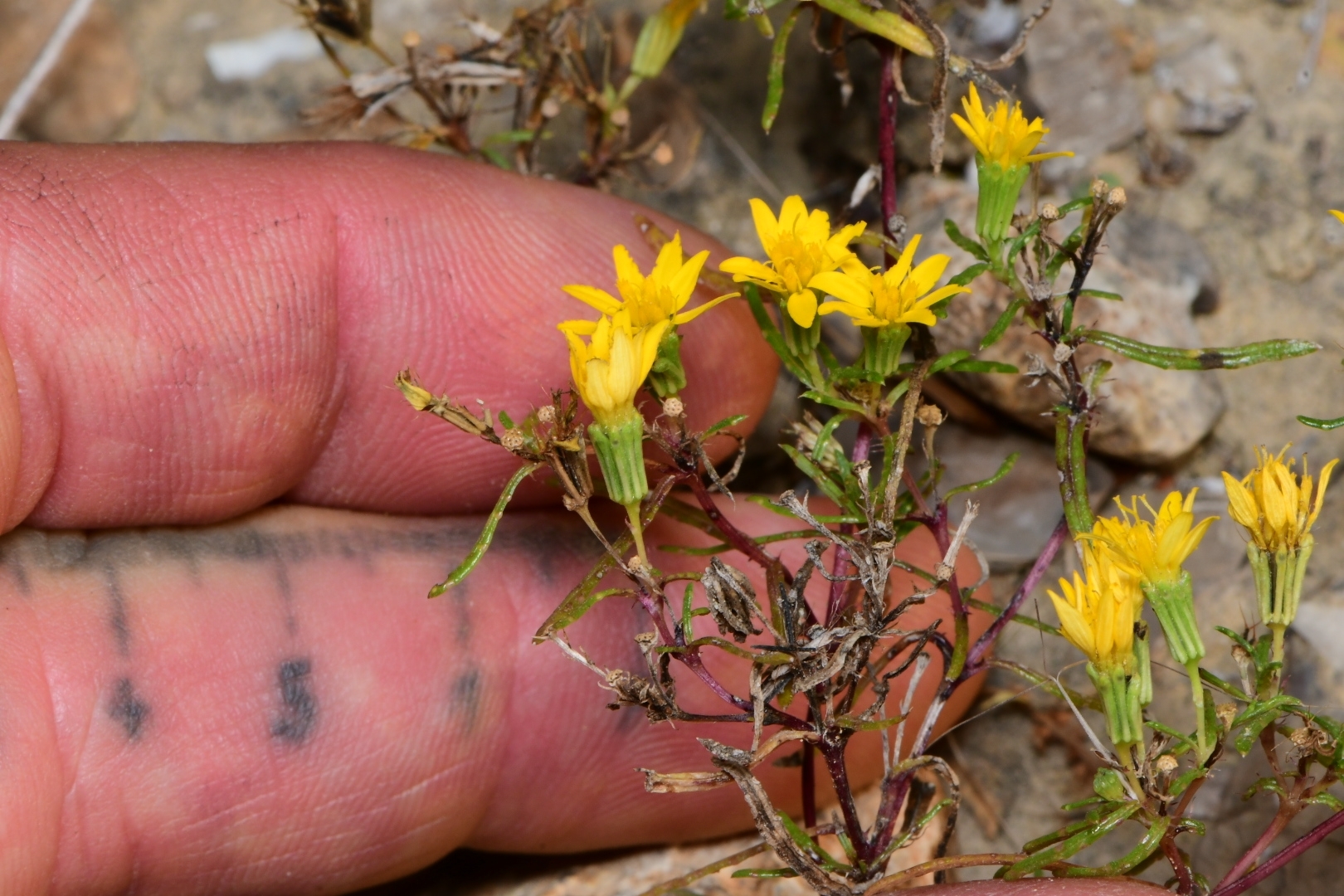 Pectis angustifolia Torr.