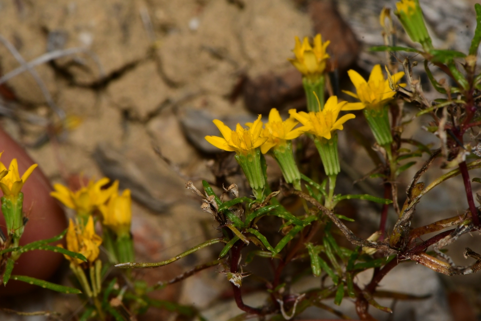 Pectis angustifolia Torr.