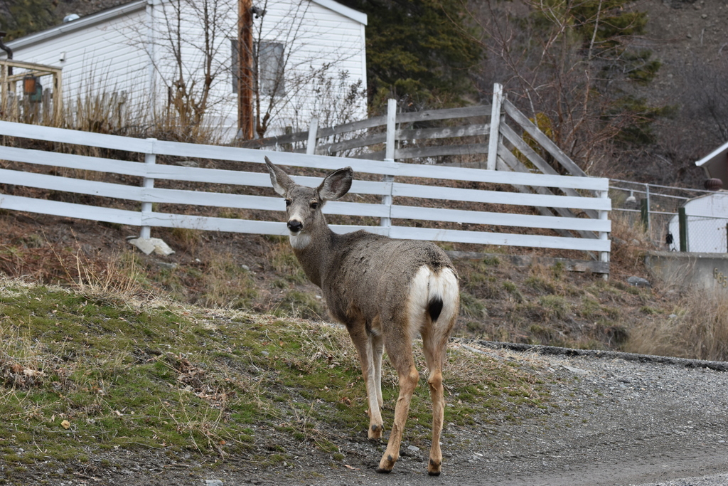 Mule Deer from Lillooet, BC V0K 1V0, Canada on March 4, 2023 at 01:51 ...