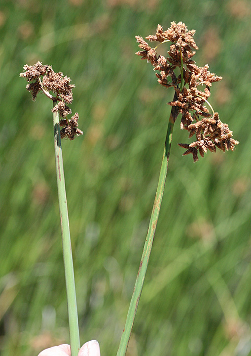 Schoenoplectus Bulrushes (Cyperaceae (Sedge) of the Pacific Northwest ...